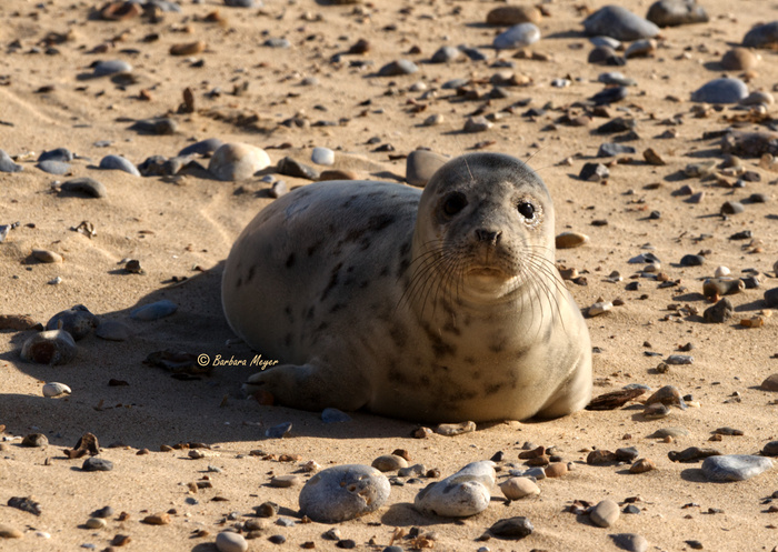 Big Cat & Nature Photography | Photography Workshops and Photo Days ...