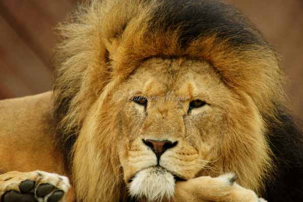 Big Cat Photography Workshop; 6-hour Photo Day with Big Cats and more