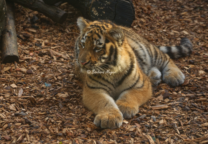 Big Cat Photography Workshop; 6-hour Photo Day with Big Cats and more