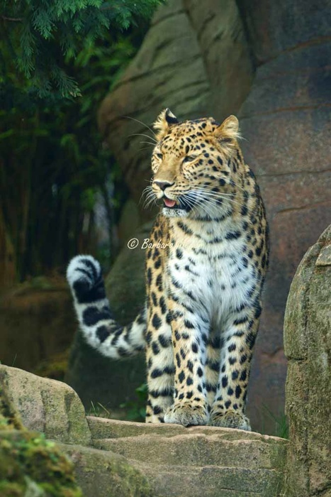 Big Cat Photography Workshop; 6-hour Photo Day with Big Cats and more