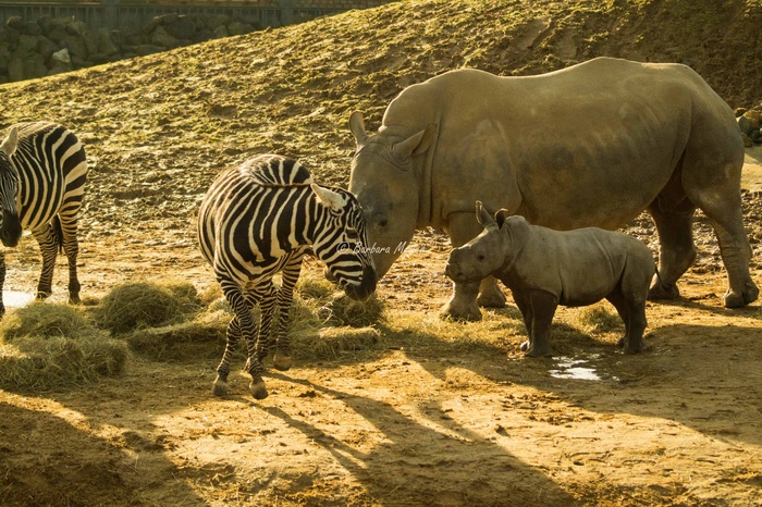 Big Cat & Nature Photography | Photography Workshops and Photo Days ...