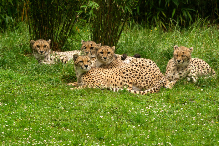 Big Cat Photography Workshop; 6-hour Photo Day with Big Cats and more